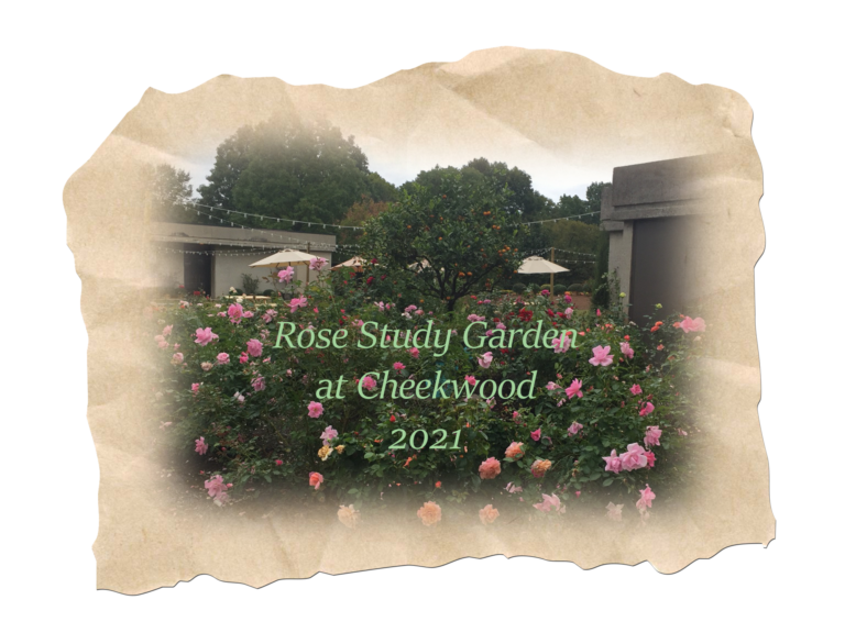 Nashville Rose Society – The Nashville Rose Society serves all of ...